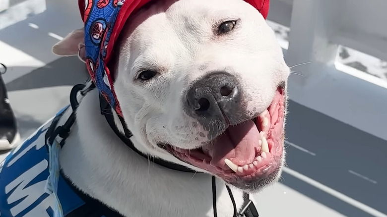 Deaf pit bull who was 'born to' be a therapy dog spreads joy to ...