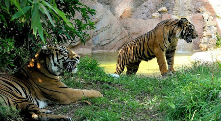 Safari, stop ai cellulari: le nuove regole per proteggere le tigri (e ...