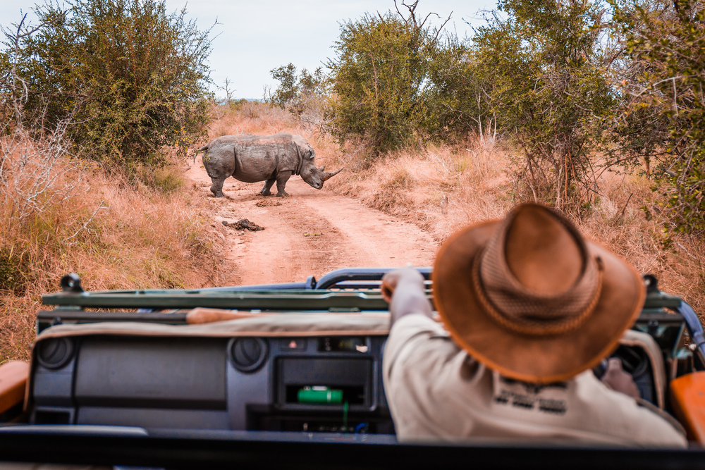 16 rarest wildlife species to look for on an African safari
