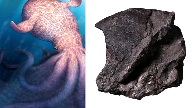 Monstrous octopus terrorized seas off BC in age of dinosaurs, study ...