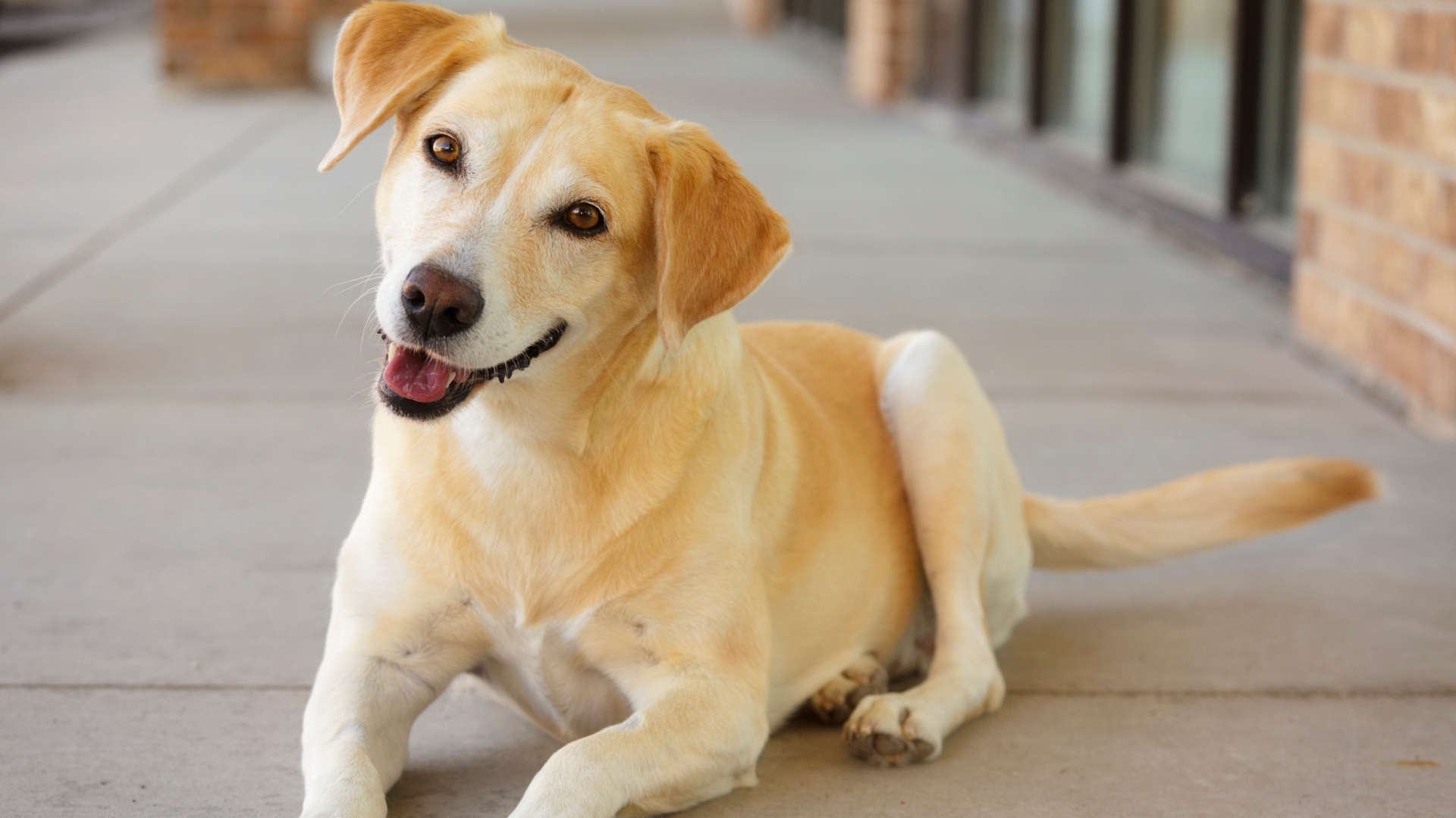 New Jersey Youth Football Coach Accused Of Drowning Family Puppy ...