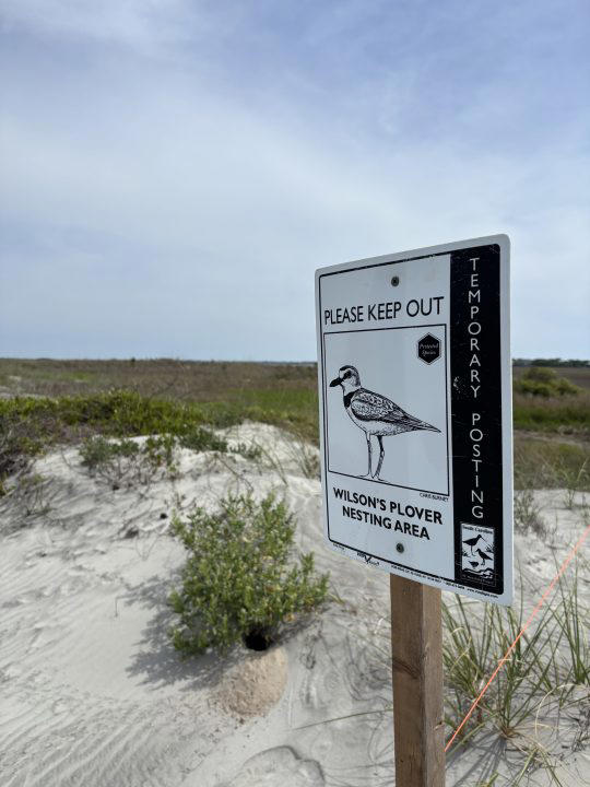Folly Beach installs signs to protect Wilson’s plovers