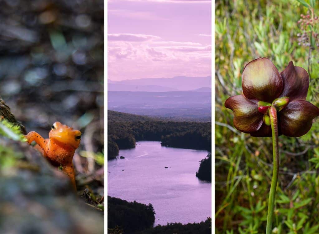 Groton State Forest: Hiking, paddling, and camping in Vermont's wild heart