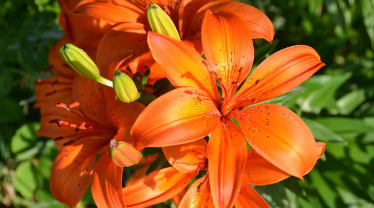Which Italian city is known as the 'City of Lilies'?