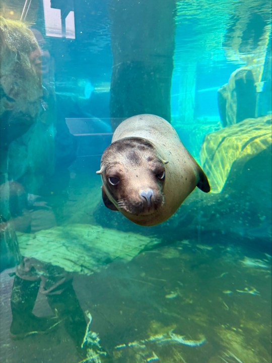Utah’s Hogle Zoo welcomes playful sea lions Kenney and Banana