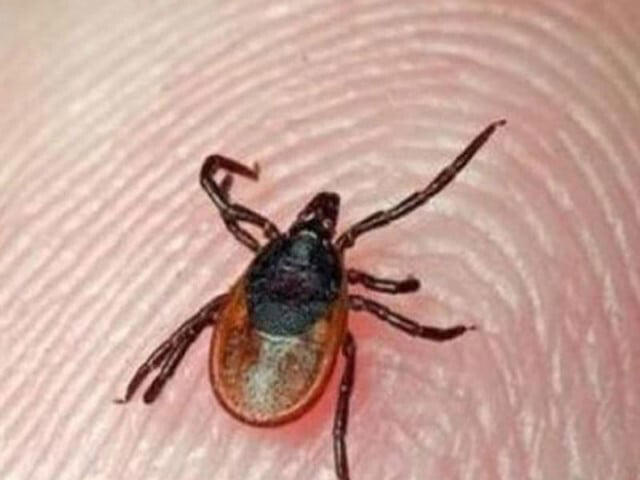 Pakistan reports first Congo virus deathPublished on: April 23, 2026 10 ...