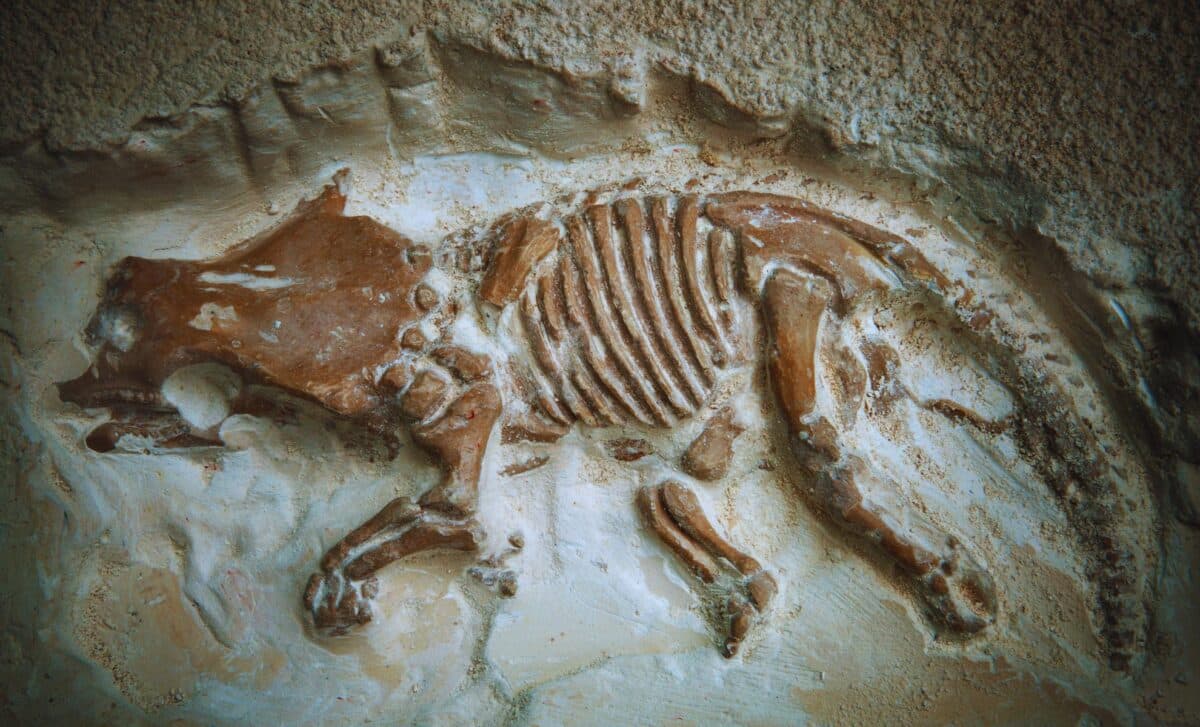 For 20 years, scientists thought these tiny fossils were miniature ...