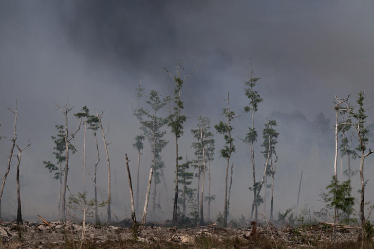 South Florida's worst drought in decades dries up wildlife and water ...