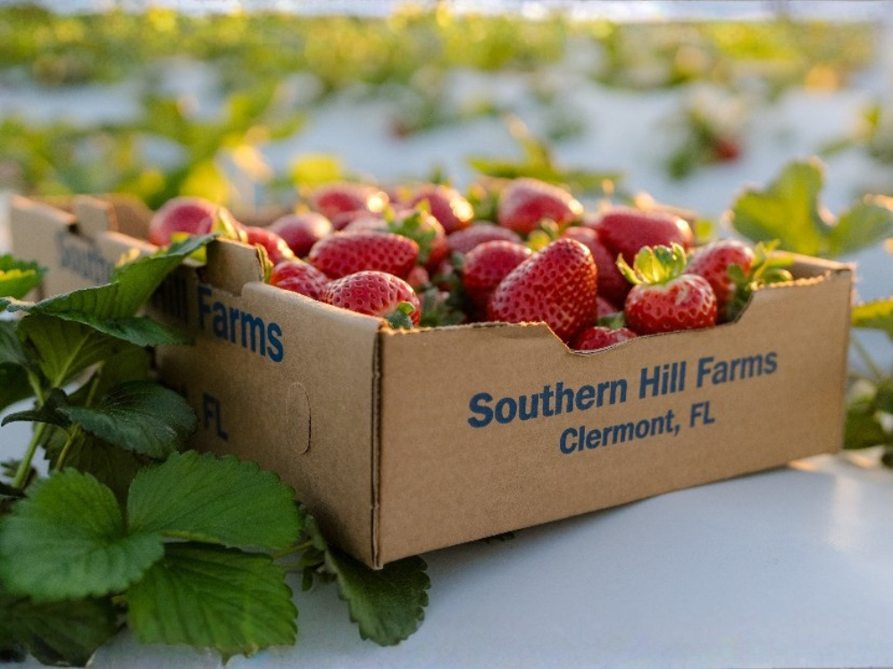 13 spring farm trips with fresh berries and wide open spaces