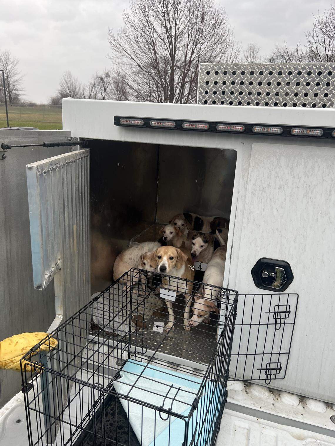 Centre County woman charged with neglect of 42 dogs, 5 of which were ...