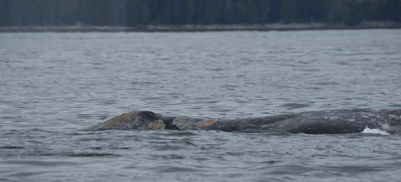'Bag of bones': Grey whales dying off BC.'s coast, part of trend amid ...
