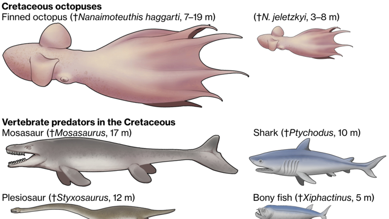 Giant, 60-foot octopuses were apex predators 100 million years ago ...
