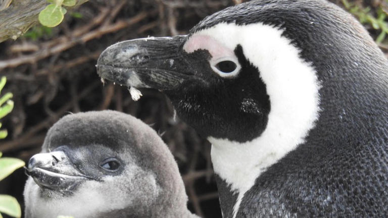 City of Cape Town marks World Penguin Day as it fights for the survival ...