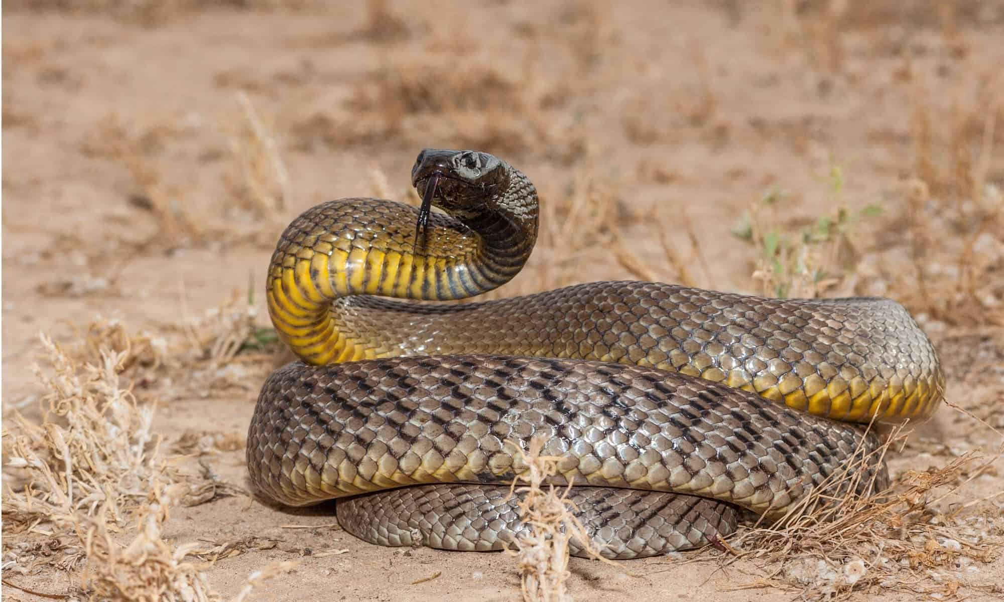 10 of the most venomous snakes in the world, ranked by how lethal their ...