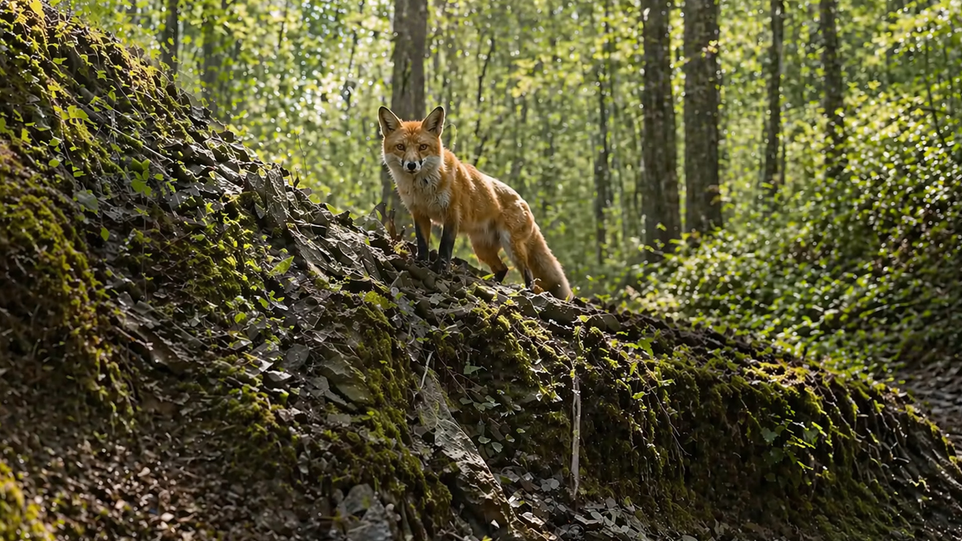This fox walked into frame - then locked eyes with the camera