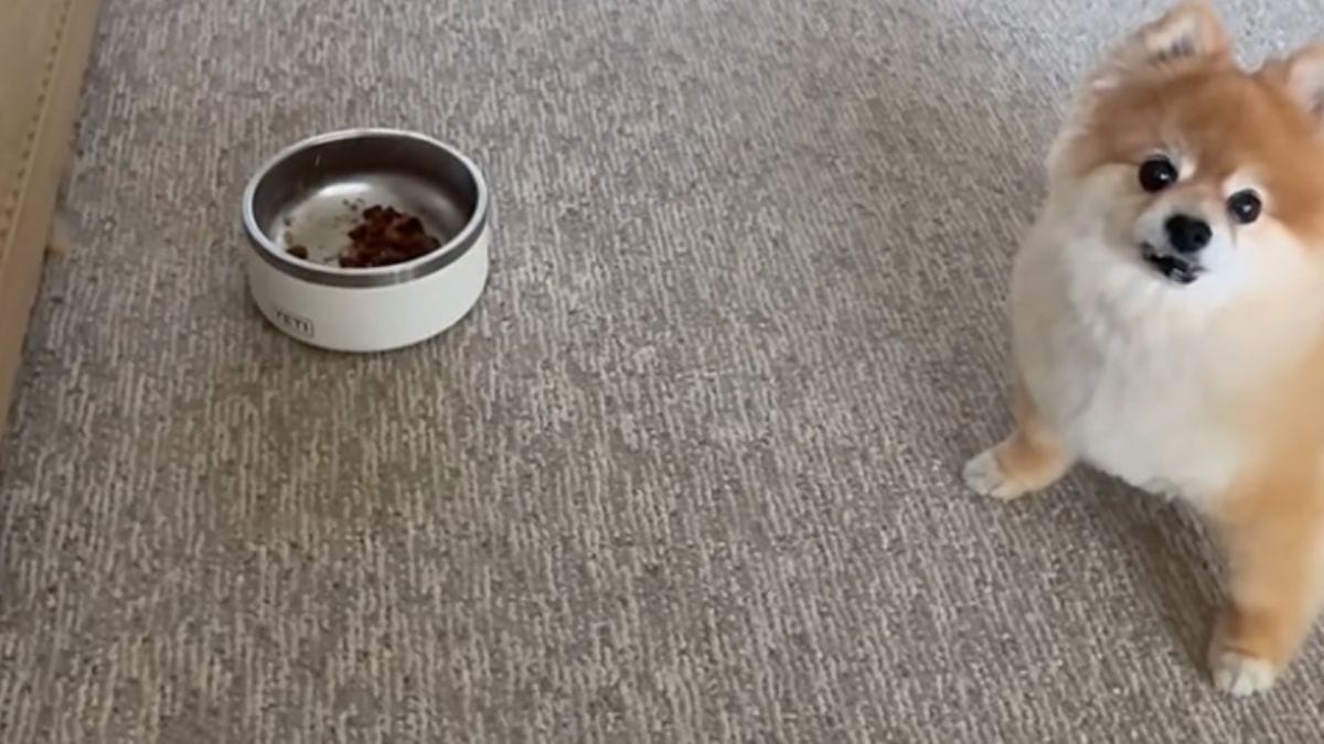 She serves her dog's dinner, but a tiny intruder is plotting to steal ...