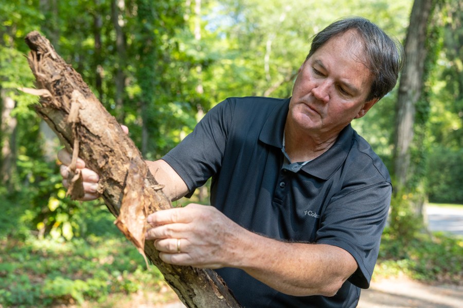 Potentially deadly Asian needle ant reemerges, UGA researchers warn
