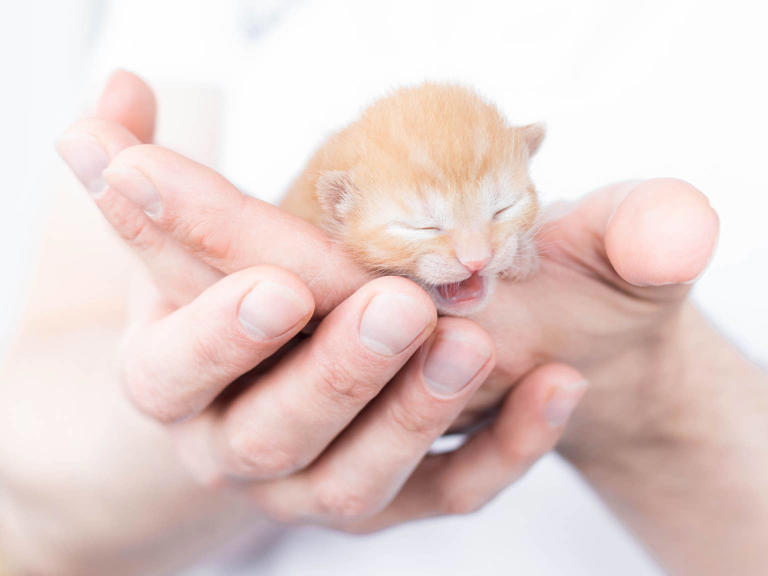 2-day-old kitten fights for his life after he survives a tornado