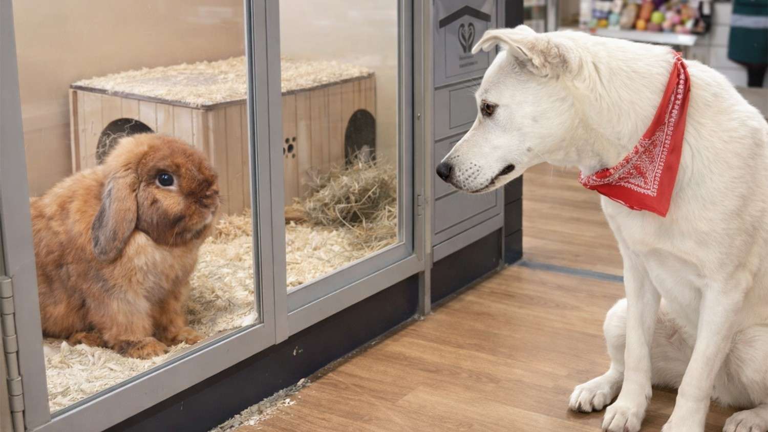 I bought everything my dog touched… bad idea