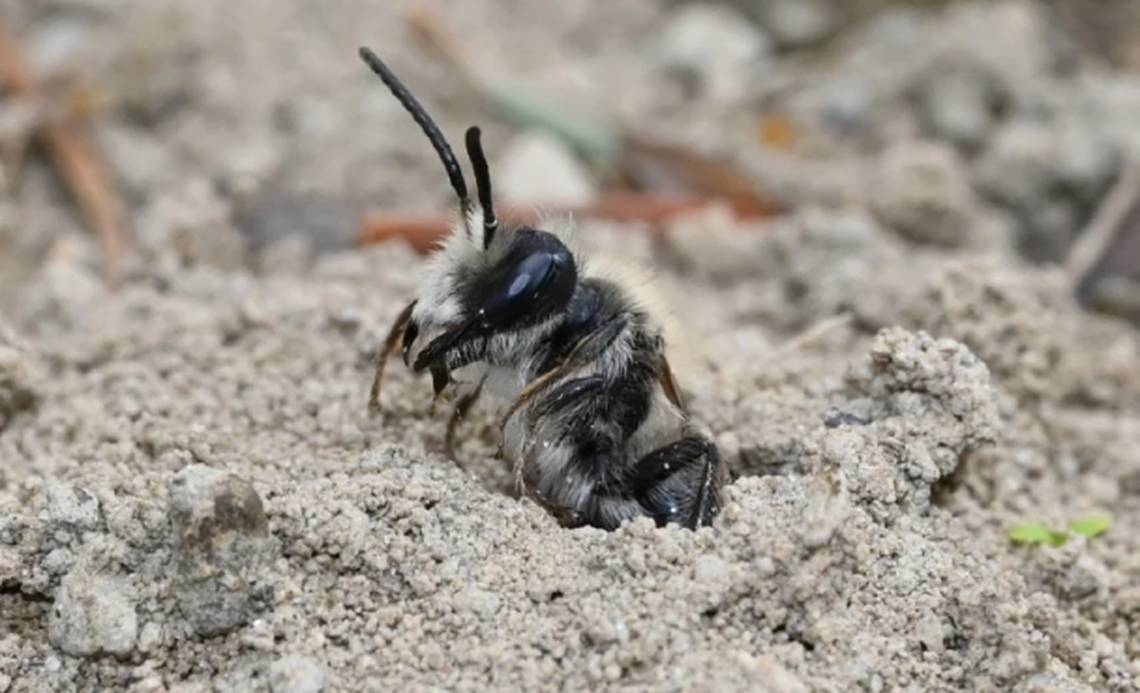 Scientists discover one of the world's largest bee colonies under a New ...
