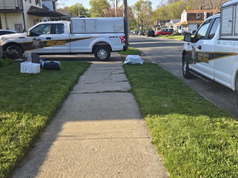 Ingham County removes 27 cats, 1 dog from Lansing home