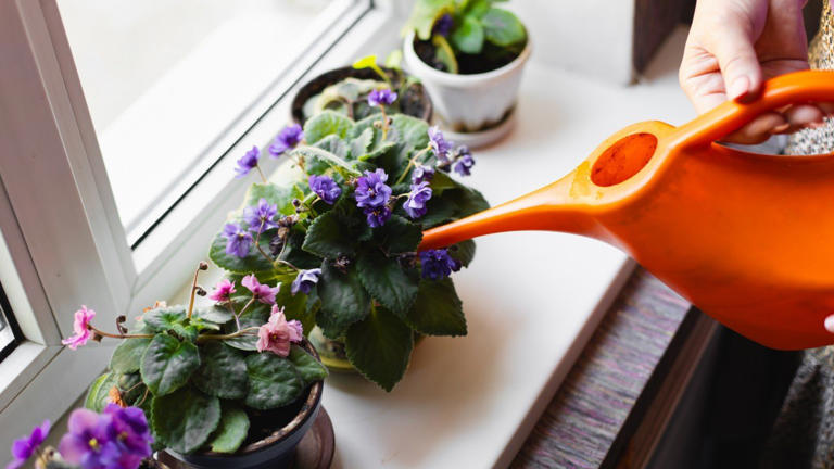 6 houseplants homeowners are adding in 2026 for a better living space