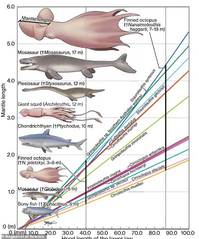Real-life KRAKEN: Giant octopuses the size of sperm whales roamed the ...