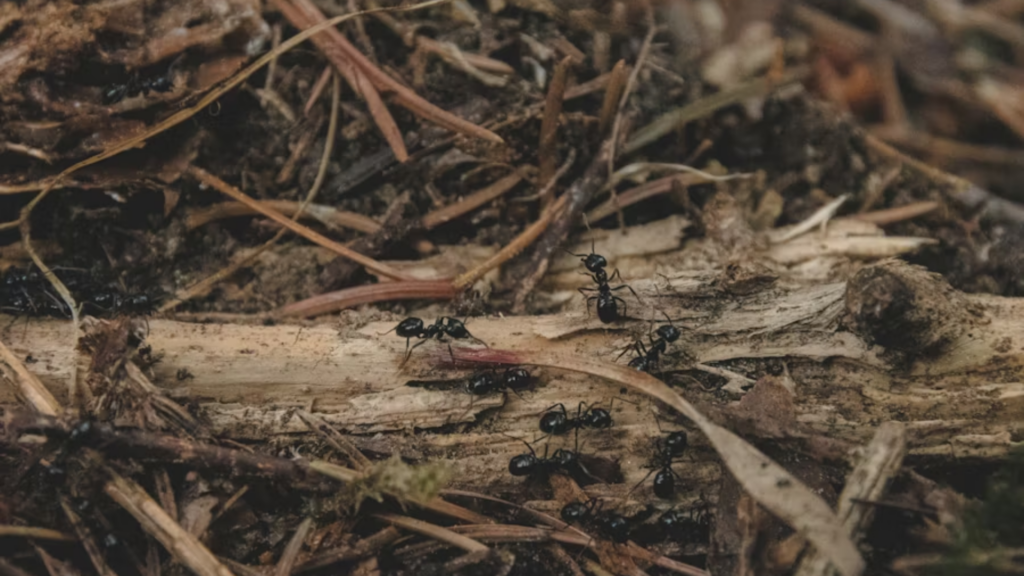 These tiny ants could deliver a deadly sting, and they’re spreading to ...