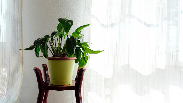 6 houseplants homeowners are adding in 2026 for a better living space