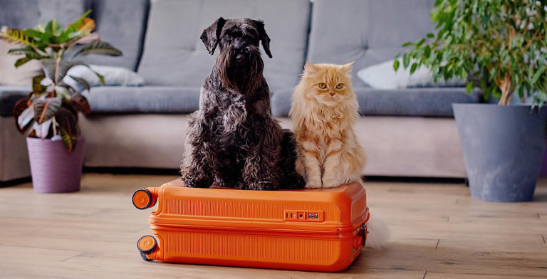 Animal de compagnie : si vous voyagez avec un chien, un chat ou un ...