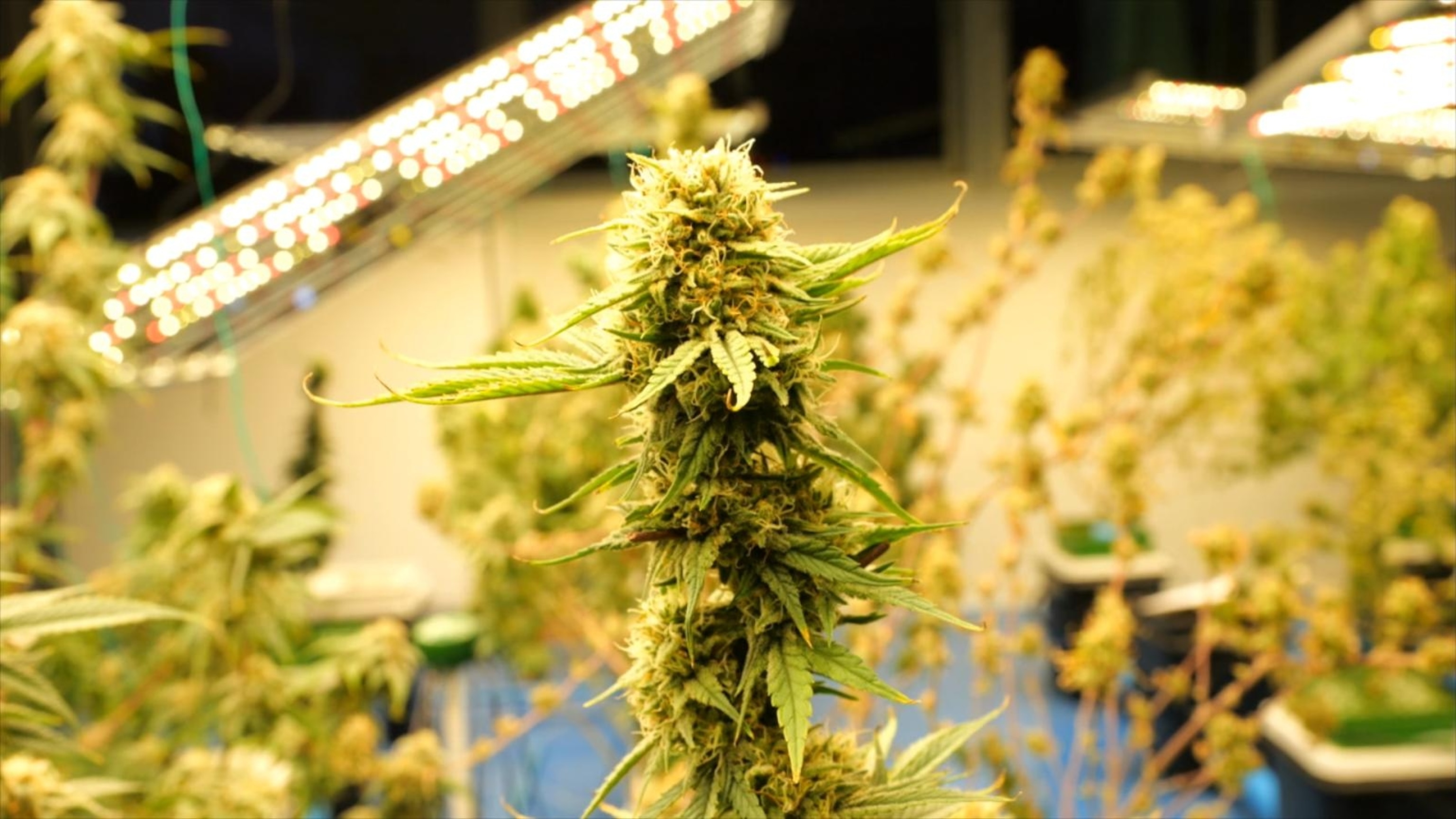 What does reclassification mean for marijuana users?