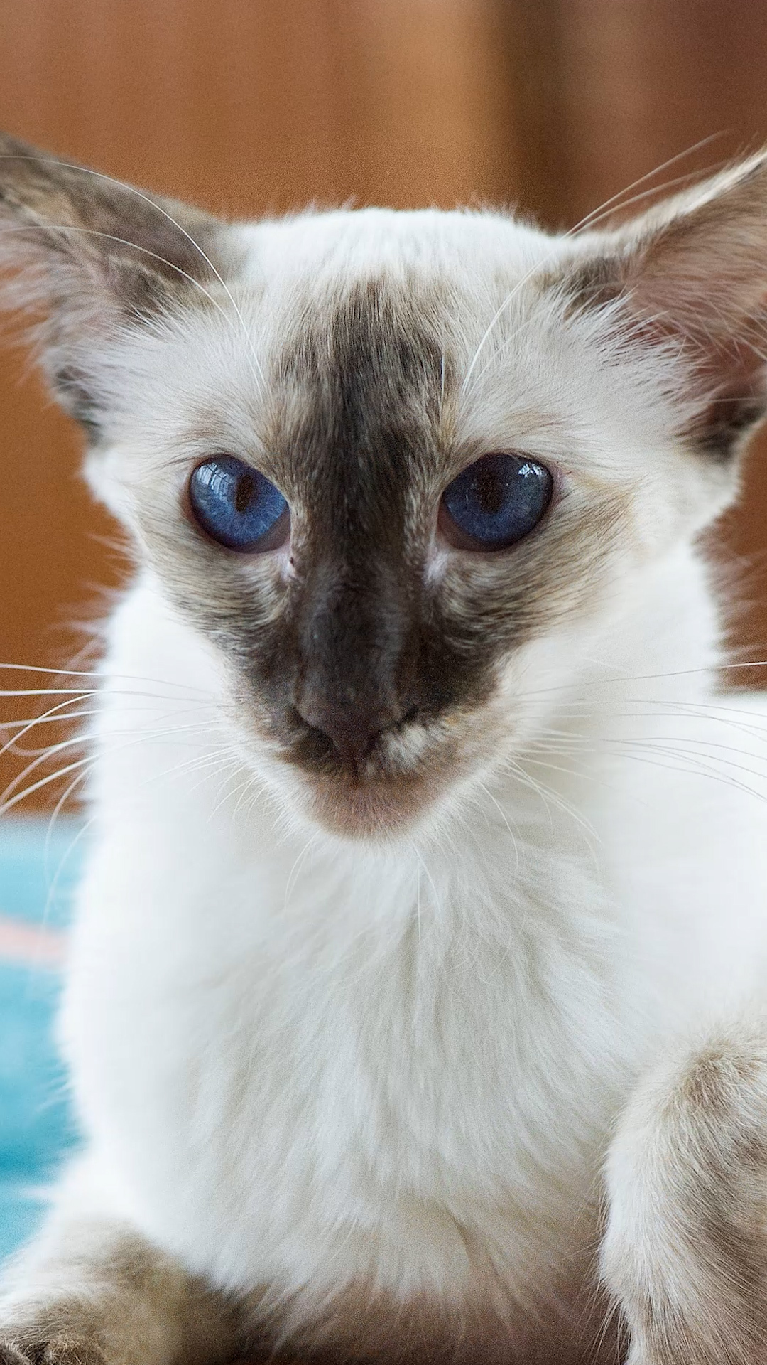 Cat breeds that just won't stay quiet