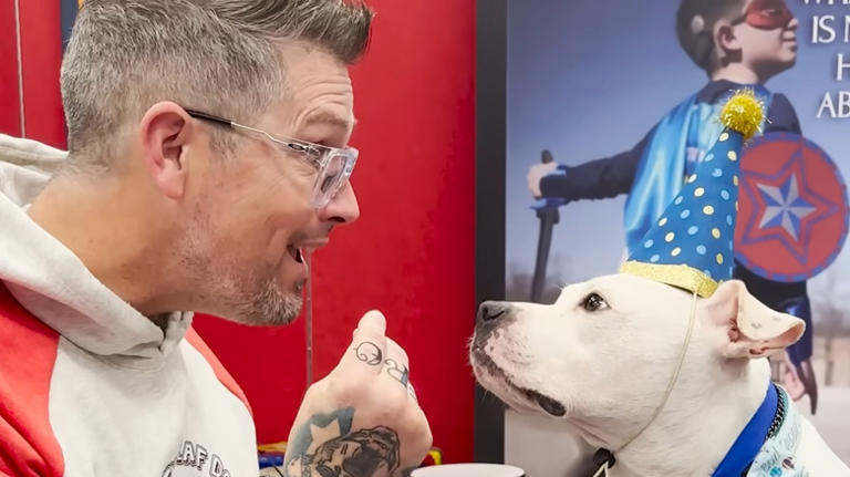 Deaf pit bull who was 'born to' be a therapy dog spreads joy to ...