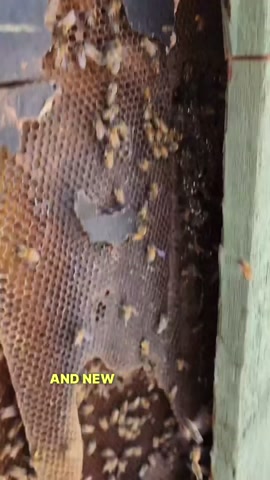 Massive hidden beehive uncovered inside this house wall