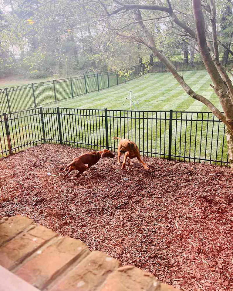 Our backyard was a muddy mess, now it's a green and serene sanctuary