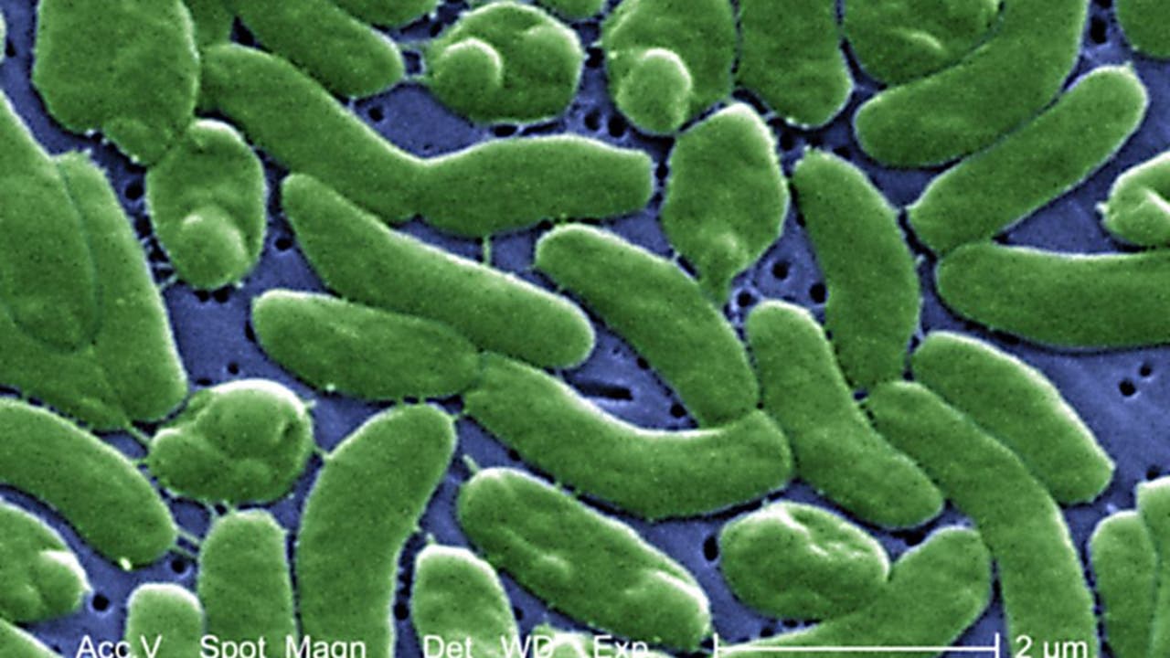 Flesh-eating bacteria that could kill in 2 days found in Long Island ...