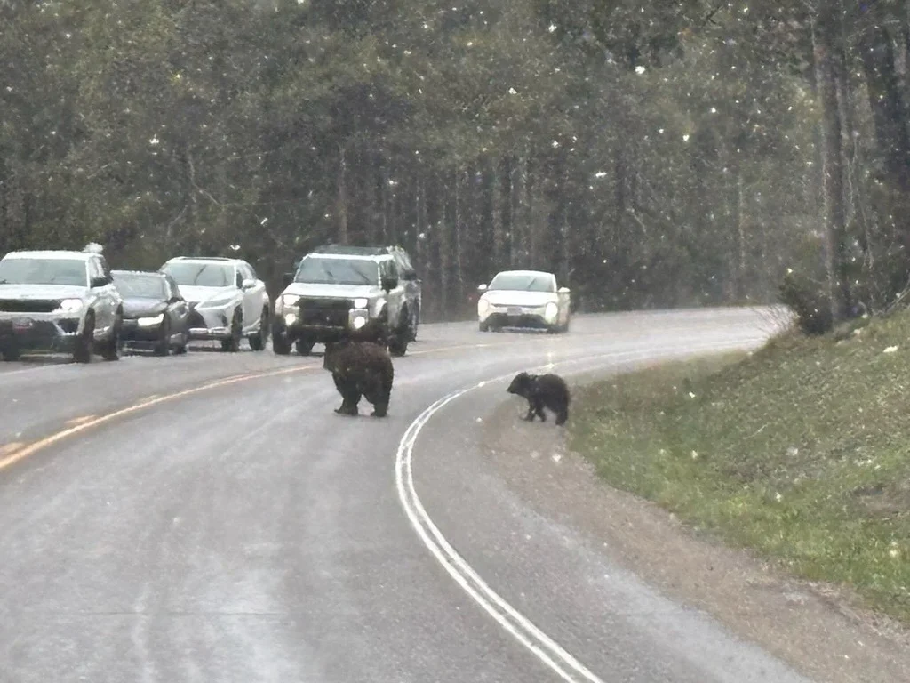 What could save your life during a bear encounter