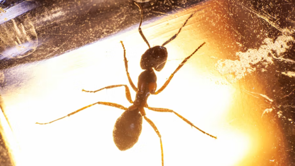 These tiny ants could deliver a deadly sting, and they’re spreading to ...