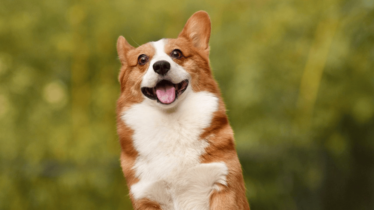 9 behaviors that prove your dog's love for you is more than true and loyal