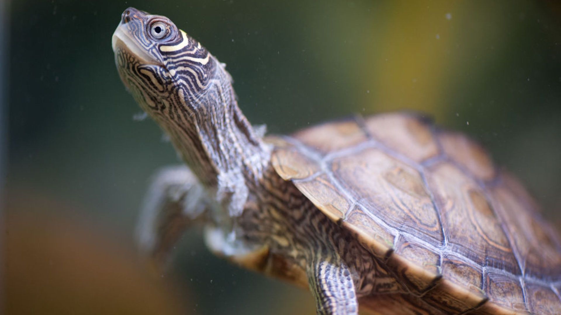 Fun facts about pet turtles