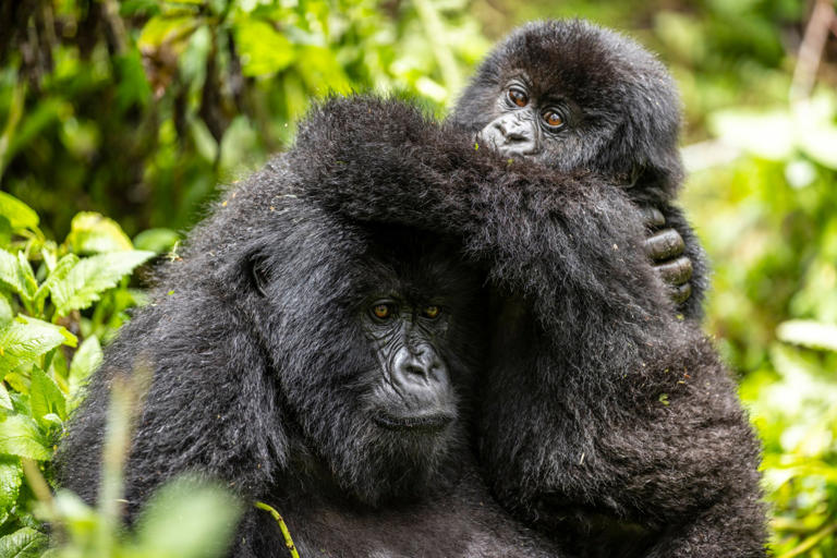 Netflix quietly drops 'unmissable' David Attenborough documentary A ...