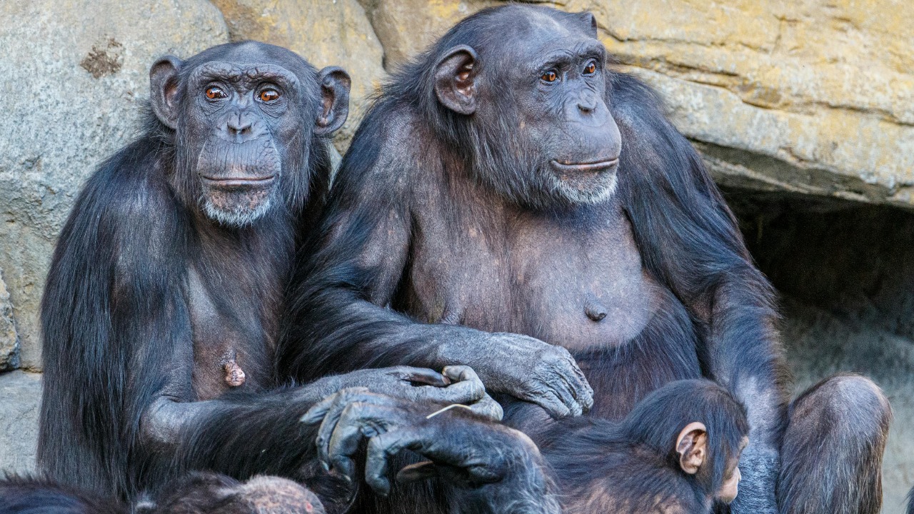 Chimpanzees adjust nest design to match overnight weather, study finds