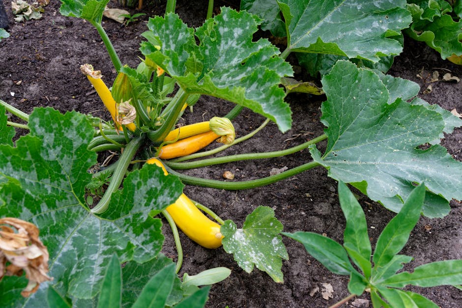 The lazy gardener's bounty: 10 crops that practically grow themselves