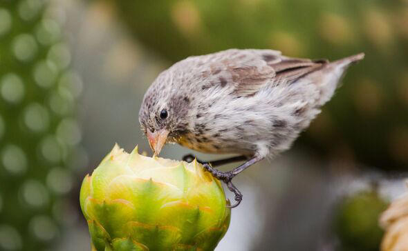 Birds will stay away from fruits and berries in garden if you add 1 thing