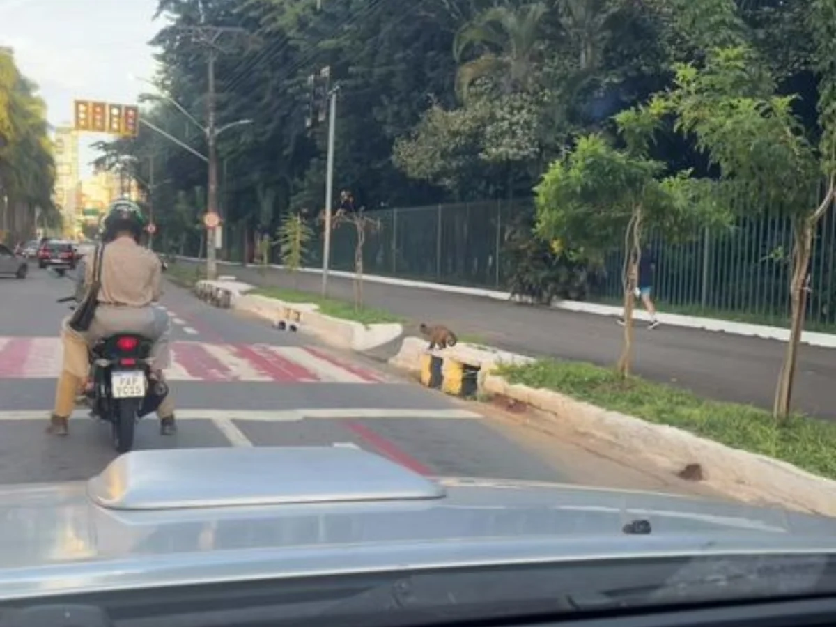 Macaco educado é flagrado atravessando na faixa de pedestres em Goiânia