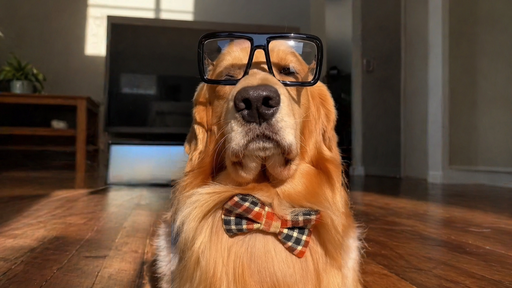 This dog looks like my boss