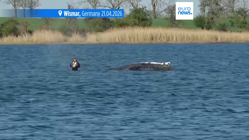 Timmy the stranded whale is finally on his way home thanks to ...