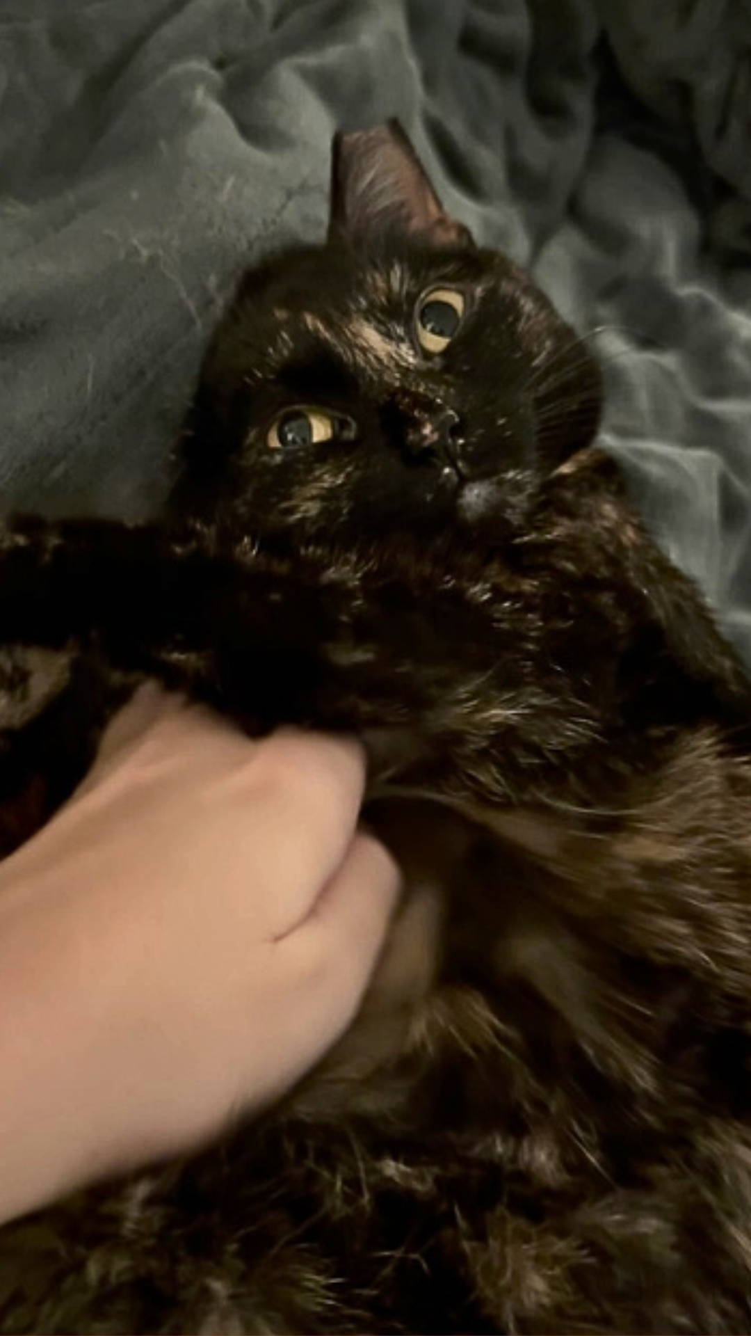 Do You Let Your Human Tummy Rubs?