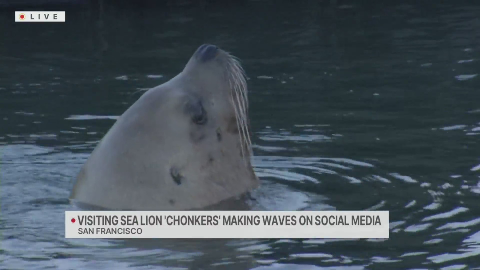 Beloved sea lion 'Chonkers' makes appearance at SF's Pier 39 Wednesday ...