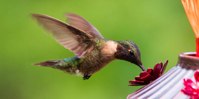 Where to hang a hummingbird feeder (most people get this wrong)